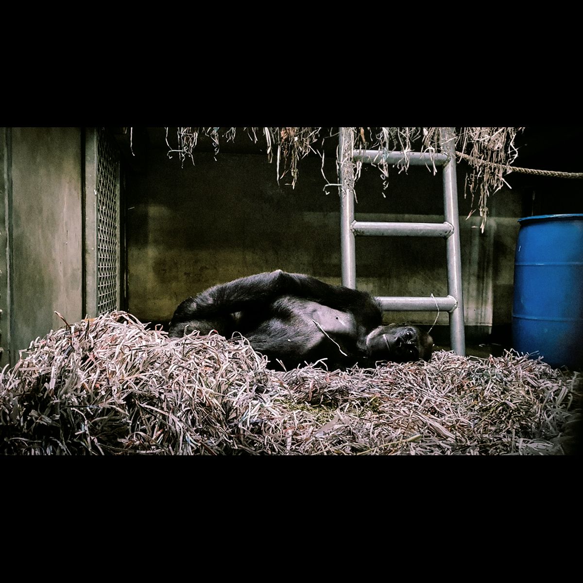 Buried trauma: zookeepers expose animal deaths at Orana Wildlife Park